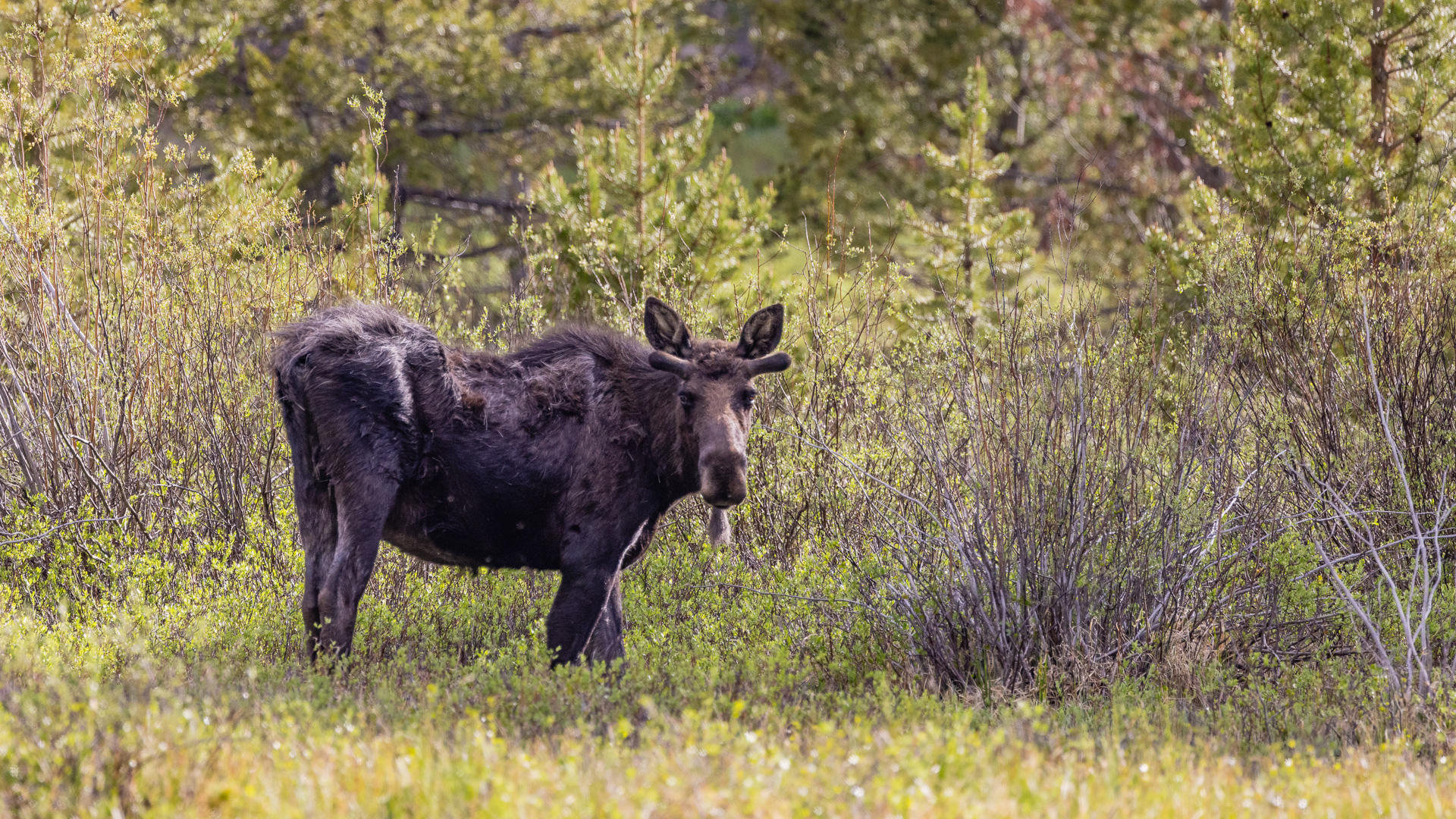 Uinta Triangle Archives - KSL Podcasts